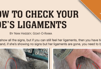 Goat Notes — Goat Care Cheat Sheets for Backyard Goats Members